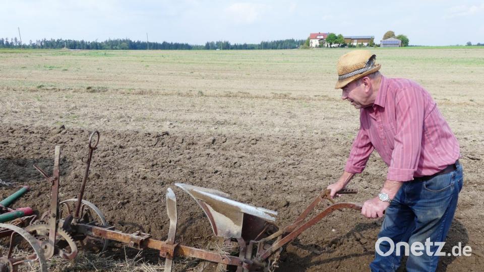 Harte Feldarbeit wie einst | Onetz