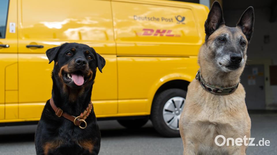 Was Oberpfälzer Postboten mit Hunden und deren Haltern erleben | Onetz