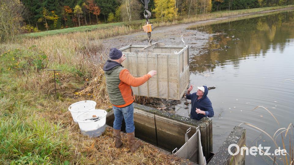 Wenn der Teichwirt den Himmelsweiher ablässt: So läuft das Abfischen in Haunritz | Onetz
