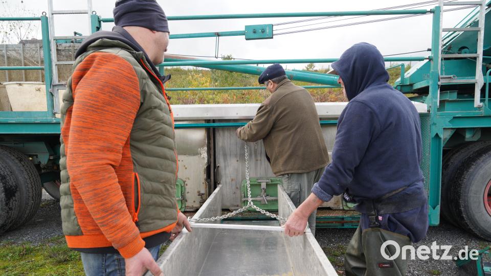 Wenn der Teichwirt den Himmelsweiher ablässt: So läuft das Abfischen in Haunritz | Onetz