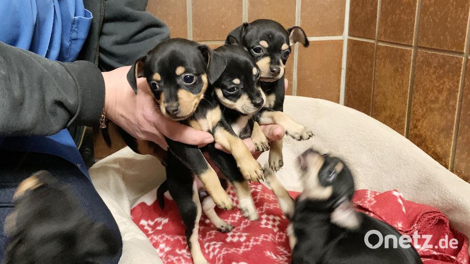 Gerettete Hundewelpen warten im Weidener Tierheim auf neue Herrchen | Onetz