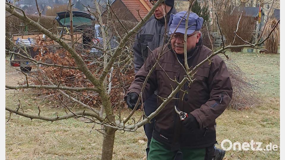 Mehr Mut zur Schere: Obstbäume in der Jugend erziehen | Onetz