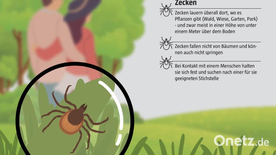 Zeckenhochburg Oberpfalz: Was draußen wichtig ist | Onetz