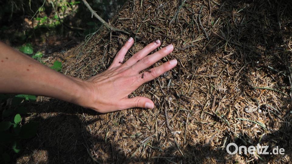 Traumberuf Rangerin: Anna Spiller weiß, was im Naturpark fasziniert | Onetz