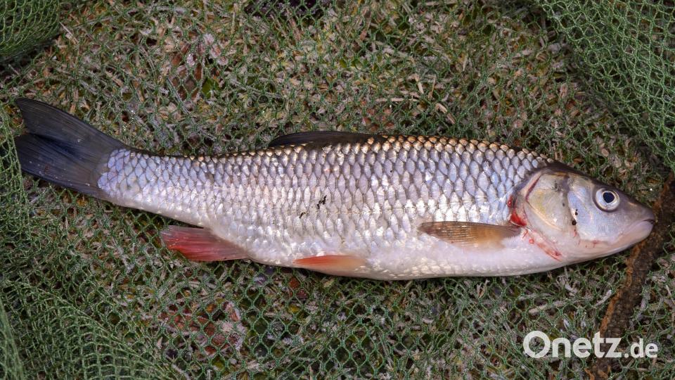 Fischereiverein Amberg hilft der Forelle und angelt "Konkurrenten" aus ...