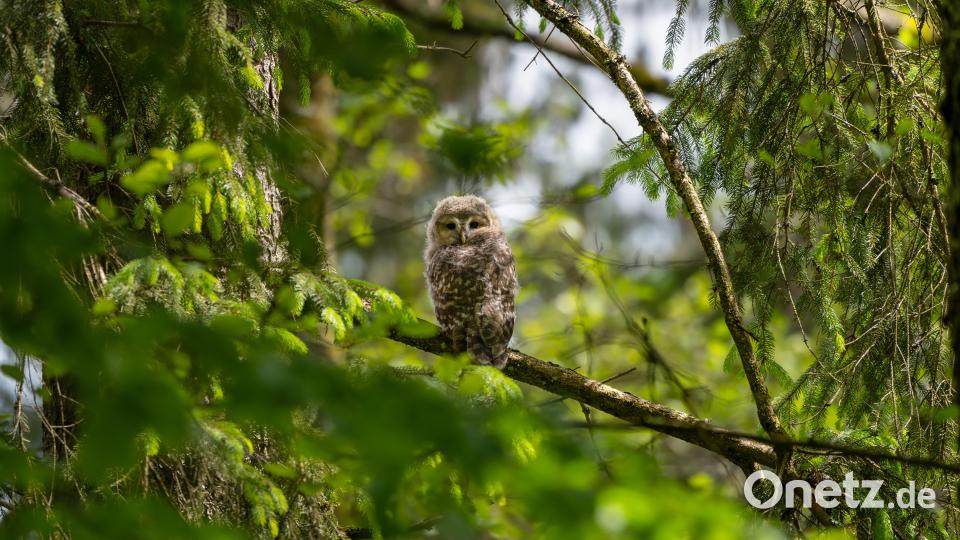 Sensationell: Erste Habichtskauz-Brut seit 100 Jahren | Onetz