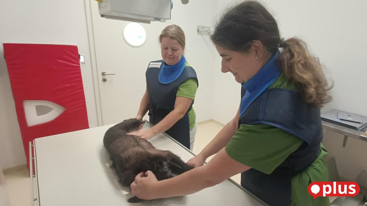 Mit modernen Methoden Tieren die Angst vor dem Tierarzt nehmen | Onetz