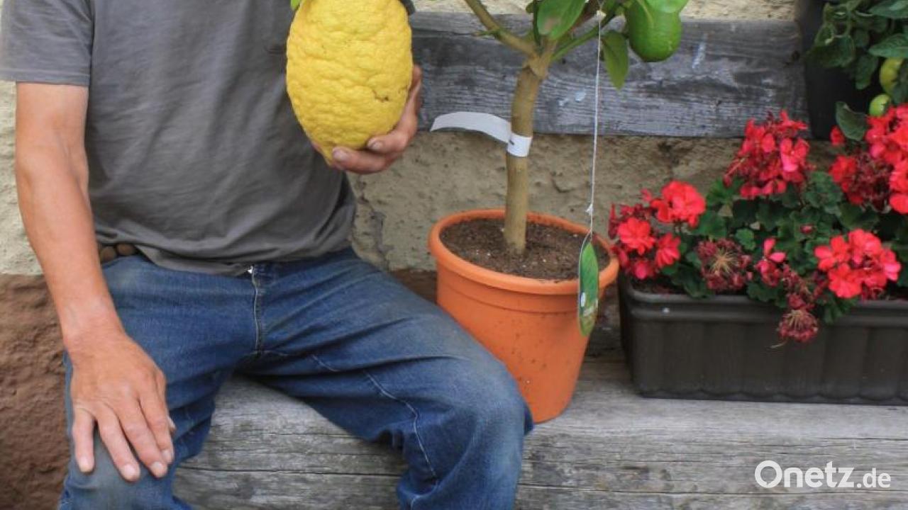 Riesige Zitrone | Onetz