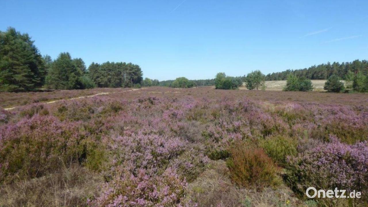 Neue Erkenntnisse im Naturschutzgebiet Bodenwöhr | Onetz