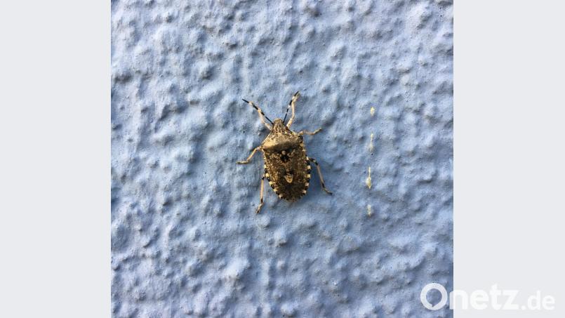 Invasion der Stinkwanzen | Onetz