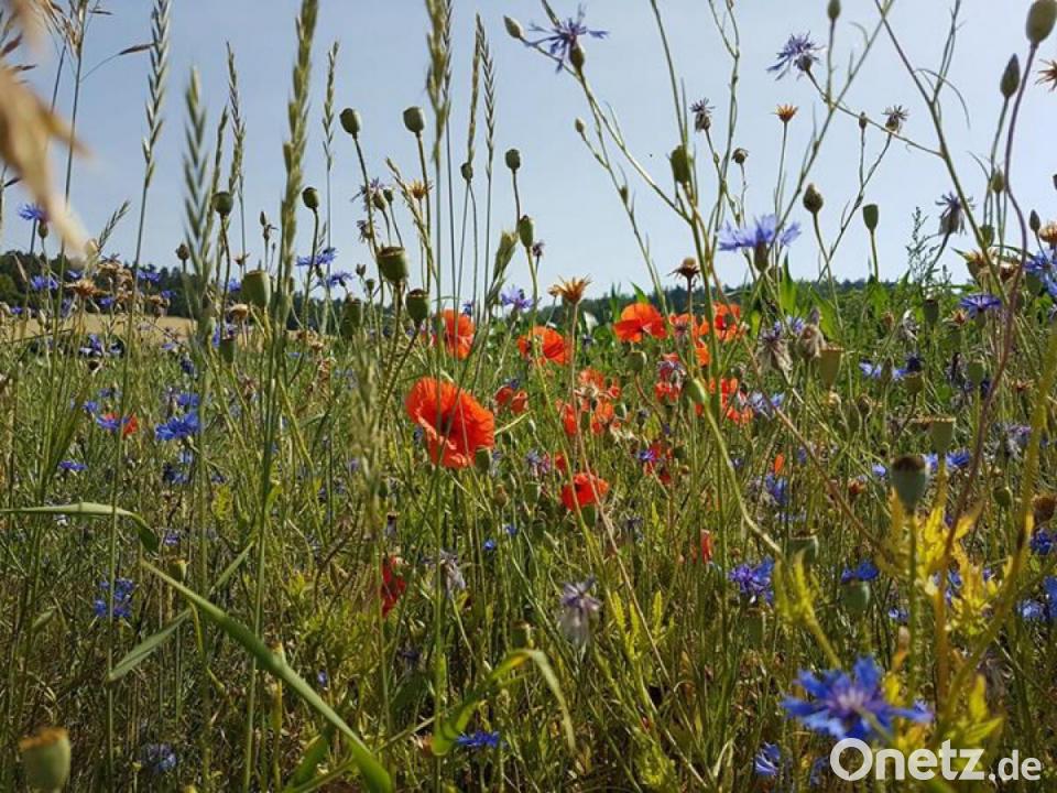 Die schönsten August-Bilder unserer Facebook-Fans | Onetz