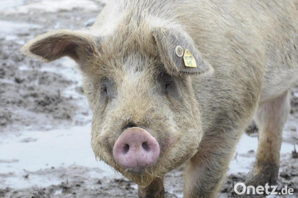 Auslauf für Schweine: Gute Idee oder eine Sauerei? | Onetz