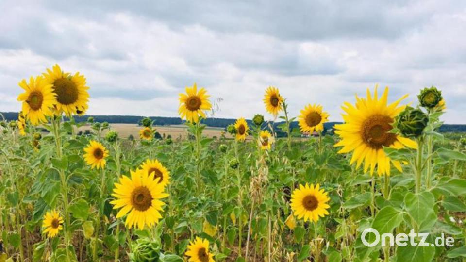 Die schönsten August-Bilder unserer Facebook-Fans | Onetz